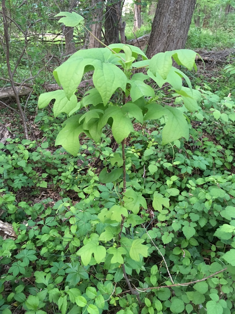 tulip tree from Idylwood Park, Dunn Loring, VA, US on April 25, 2019 at ...