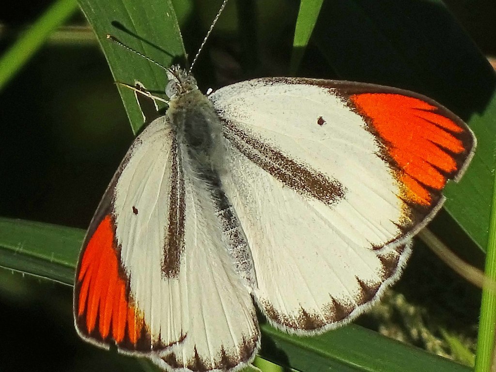 Colotis antevippe gavisa (Butterflies of Bonamanzi) · iNaturalist