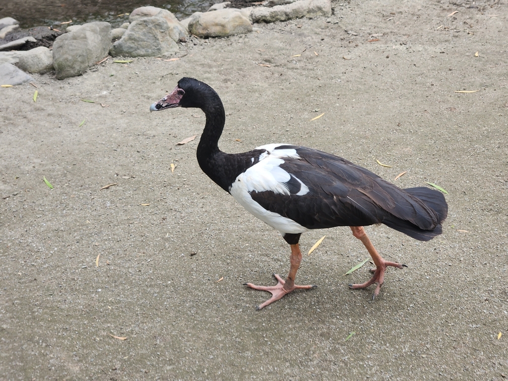 Magpie Goose from Port Douglas QLD 4877, Australia on May 22, 2024 at ...