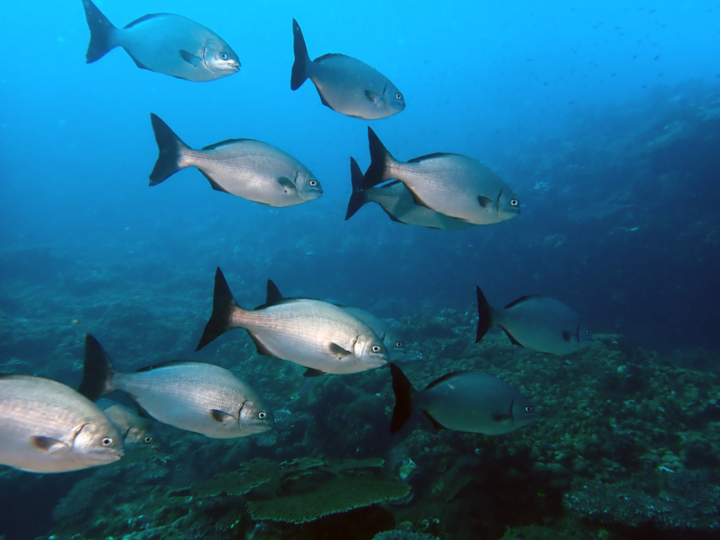 Grey Drummer from Norfolk Island on April 17, 2024 at 12:04 PM by Gina ...