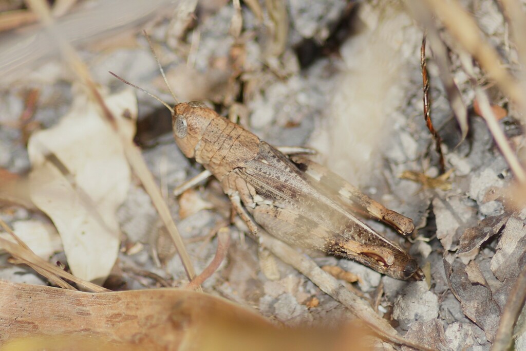 Northern Ungee-gungee from Holmes NT 0812, Australia on May 17, 2024 at ...