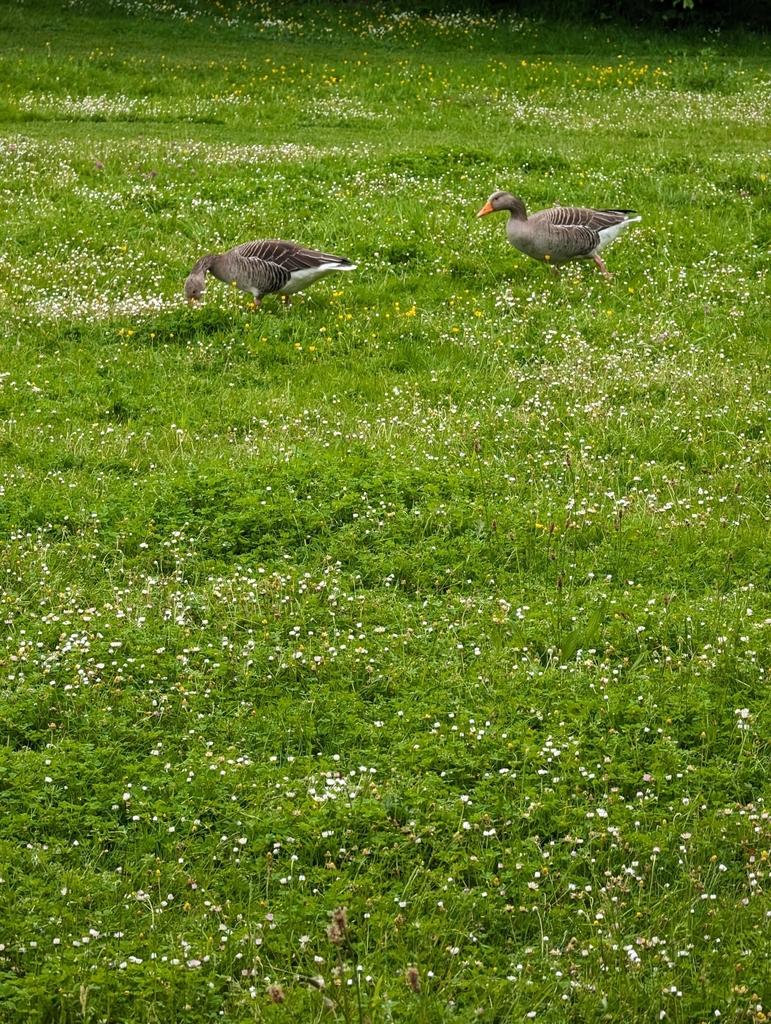 Greylag Goose from Cheltenham GL50 2RH, UK on May 21, 2024 at 06:05 PM ...
