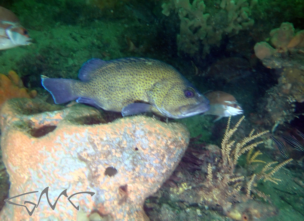 Eastern Wirrah from Fly Point Dive on May 16, 2024 at 04:00 PM by Tony ...