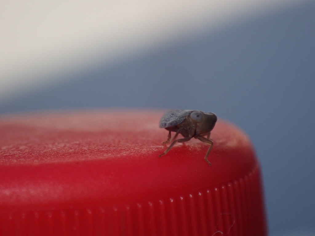 Issid Planthoppers from Redcliffe QLD 4020, Australia on May 14, 2024 ...