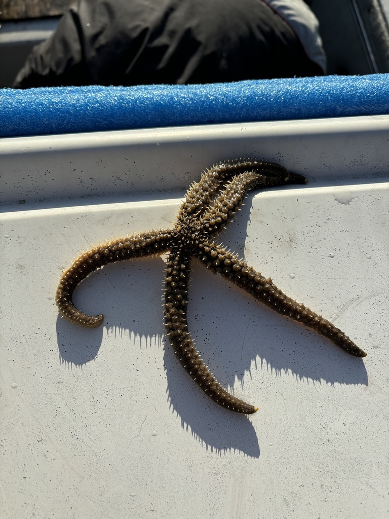 Velcro Star from Alberni-Clayoquot Regional District, BC, CA on May 19 ...