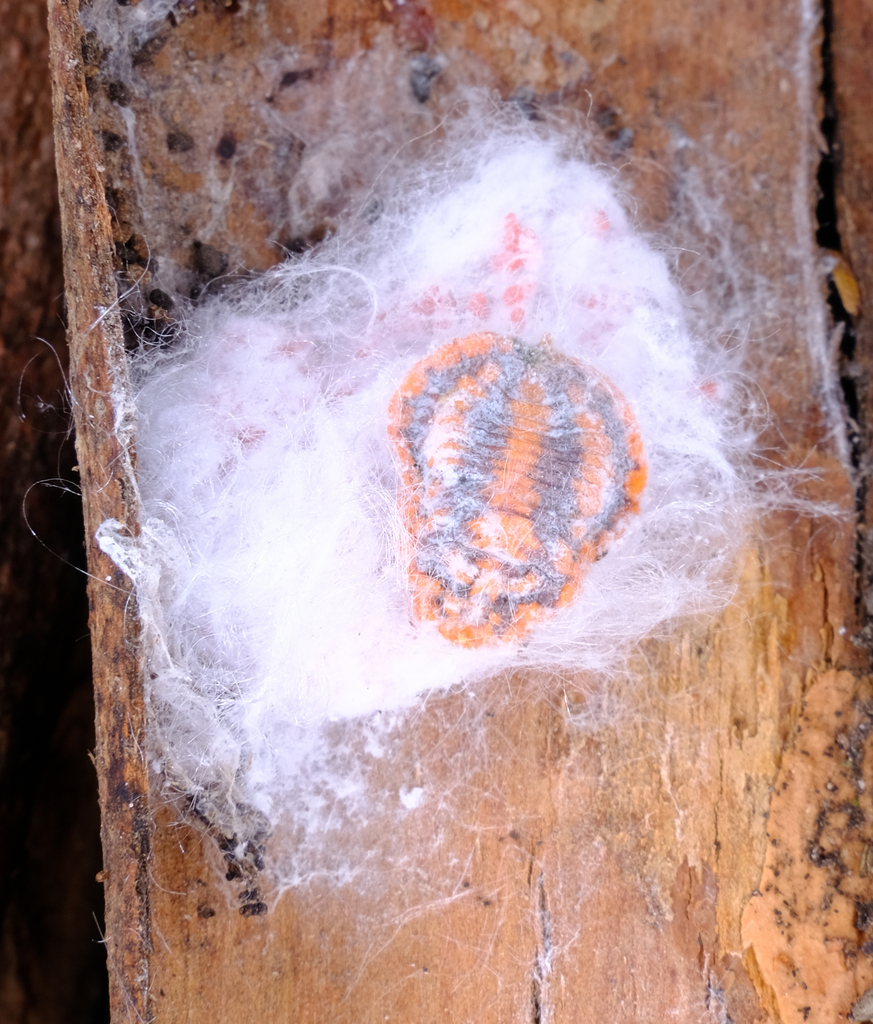 Monophlebulus from Bellbrae VIC 3228, Australia on May 22, 2024 at 11: ...