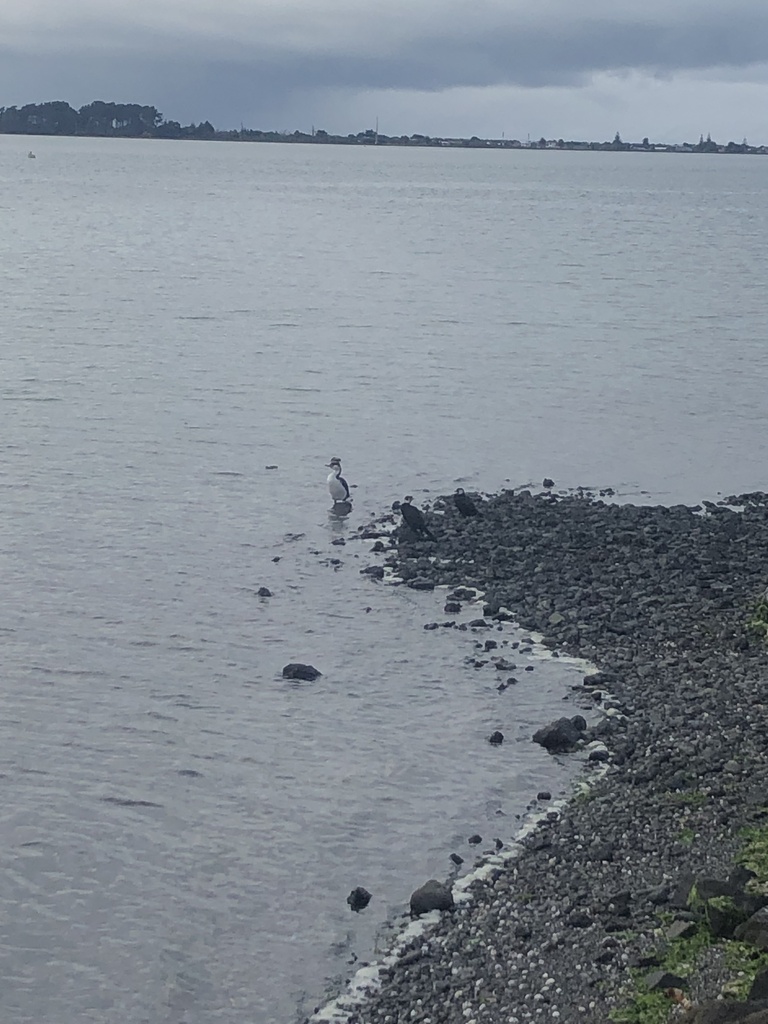 New Zealand Little Pied Cormorant from South Island / Te Waipounamu ...