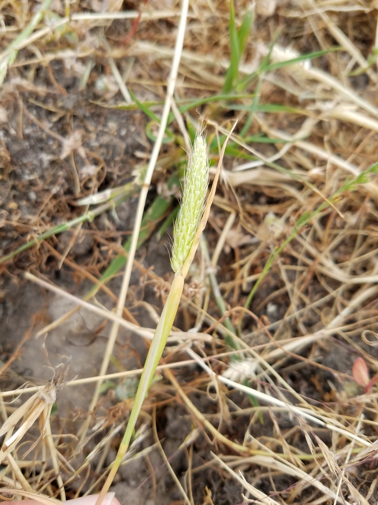 Pacific foxtail from 1802 Meadow Glen Dr, Livermore, CA 94551, USA on ...