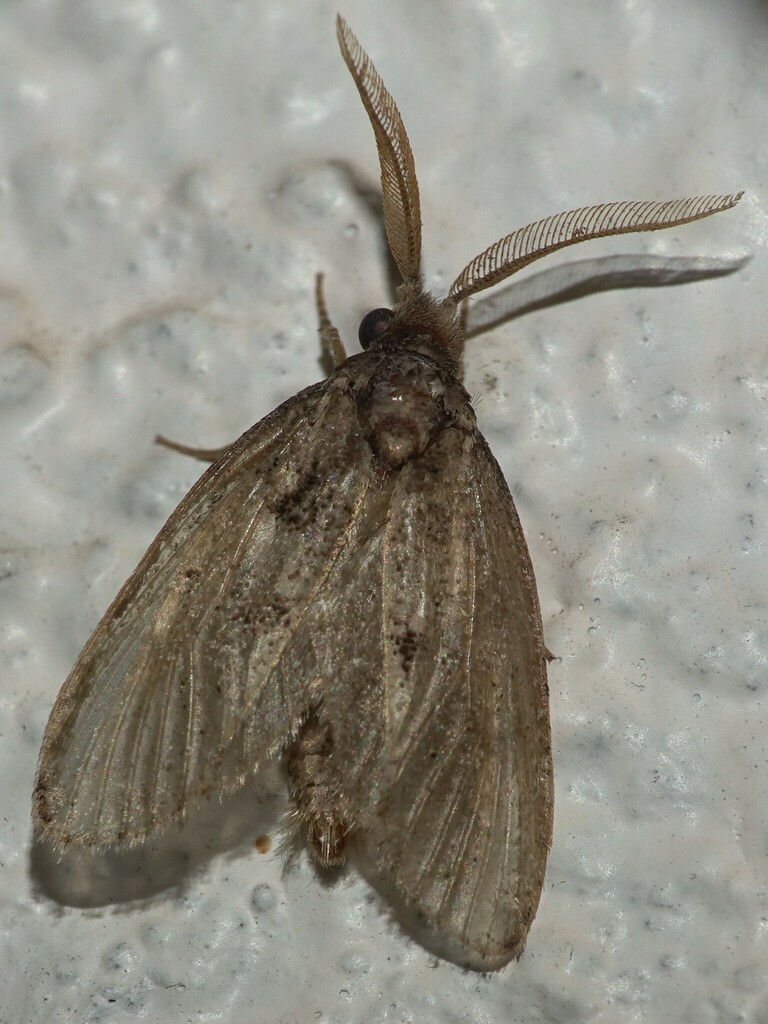 Old World Spiny-winged Moths from Nido, Blue River Valley, Bhose ...