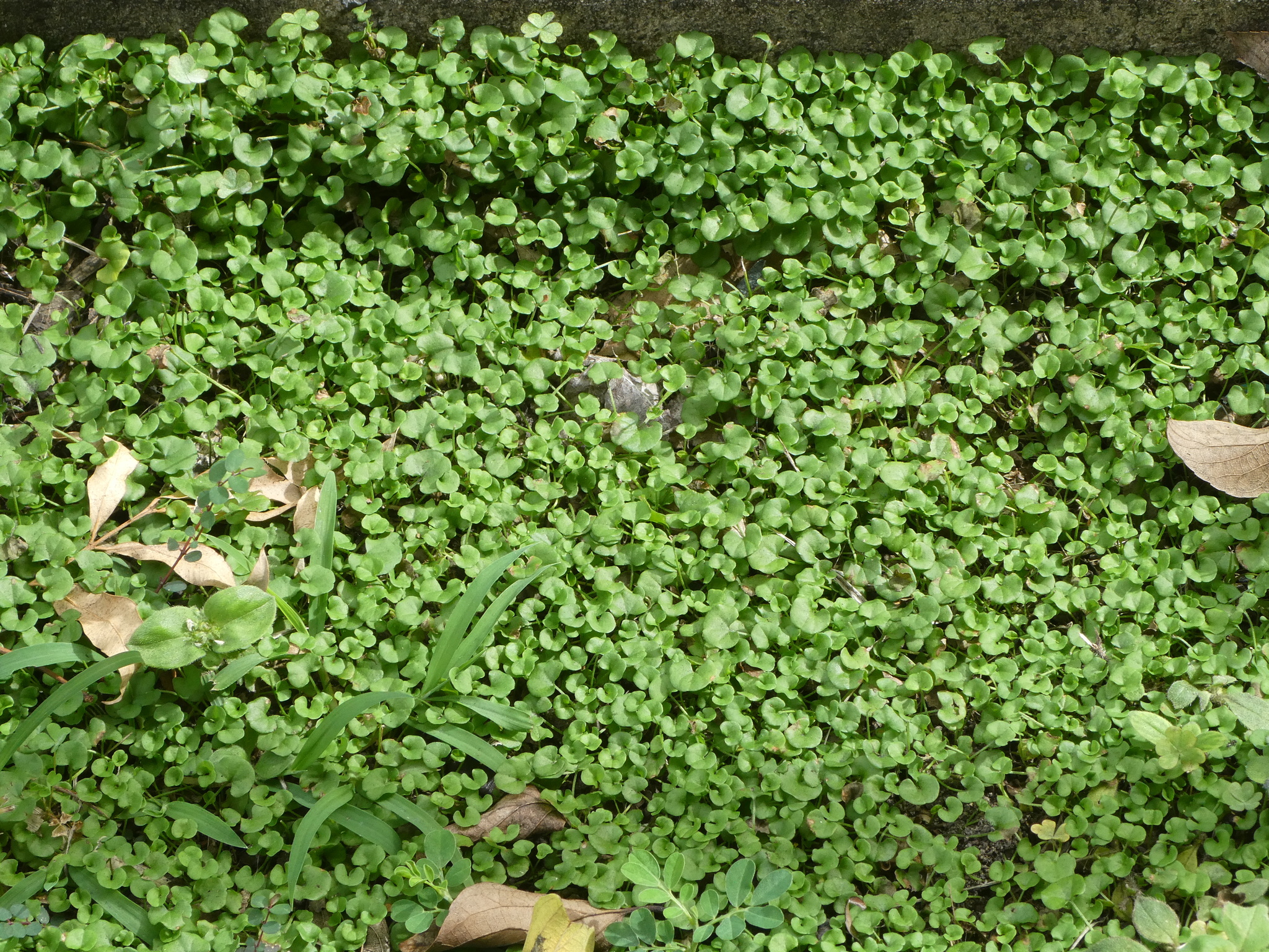 Dichondra repens - The Missing Library