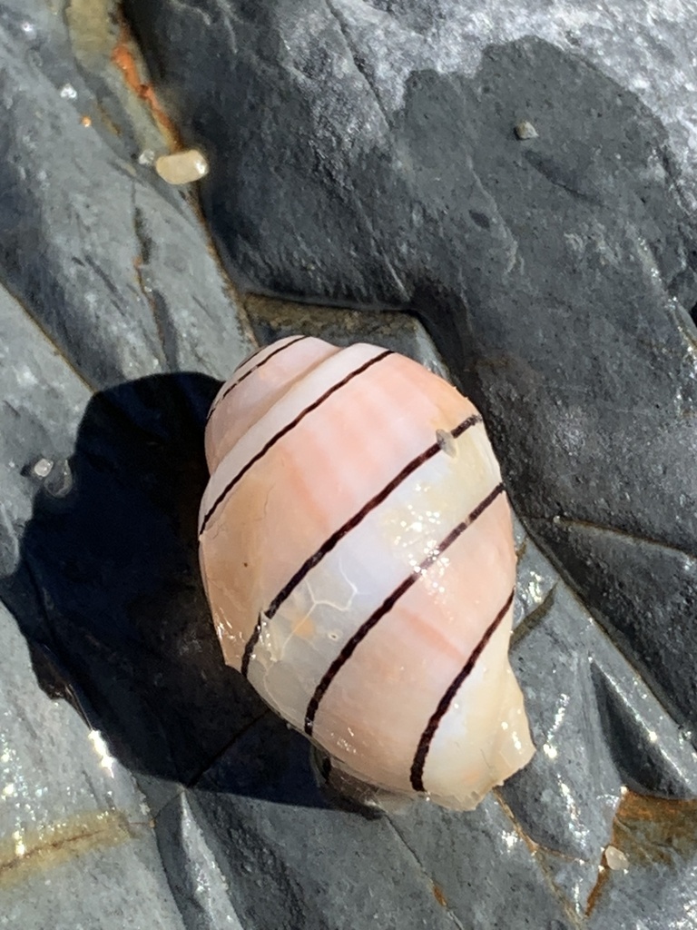 Pink Bubble Snail from Minnie Water, NSW, AU on May 22, 2024 at 11:24 ...