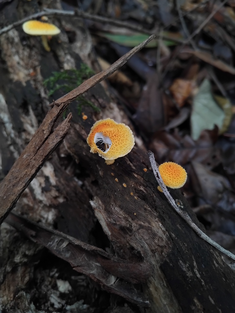 Golden-scruffy Collybia from Sydney NSW, Australia on May 18, 2024 at ...