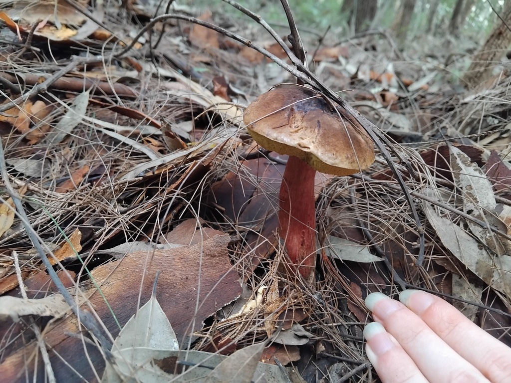 Boletellus from Sydney NSW, Australia on May 18, 2024 at 10:22 AM by ...