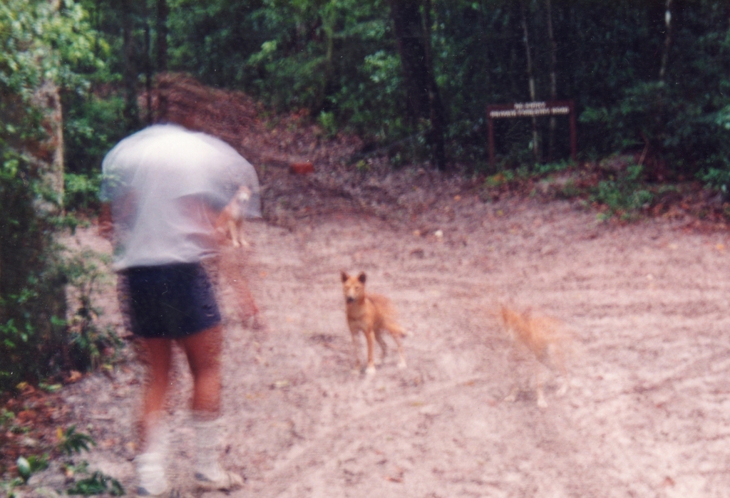 Dingo from K'gari QLD 4581, Australia on April 20, 1990 by Roy T ...