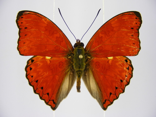 Cymothoe excelsa · iNaturalist