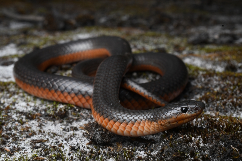 Square-nosed Snake from Kalgan WA 6330, Australia on May 22, 2024 at 11 ...