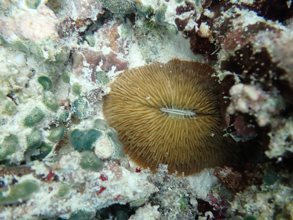 Lobactis scutaria from Agatti, Lakshadweep, India on December 8, 2022 ...