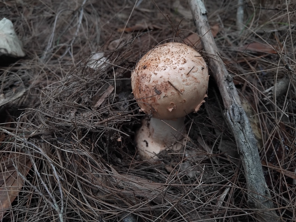 Amanita subsect. Gymnopodae from Sydney NSW, Australia on May 18, 2024 ...
