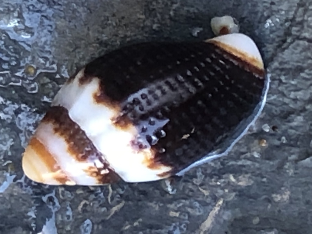 Strigatella lugubris from Minnie Water Foreshore Reserve, Minnie Water, NSW, AU on May 22, 2024 ...