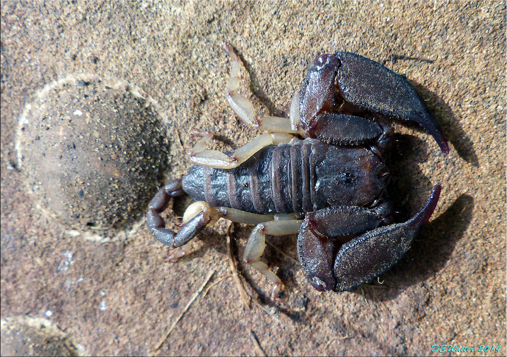Rainforest Scorpion from Flinders Peak Conservation Park, Peak Crossing ...