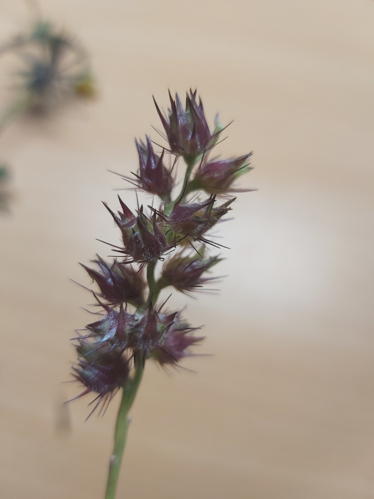 Southern Sandbur from Darra on May 22, 2024 at 06:51 PM by beefiest ...