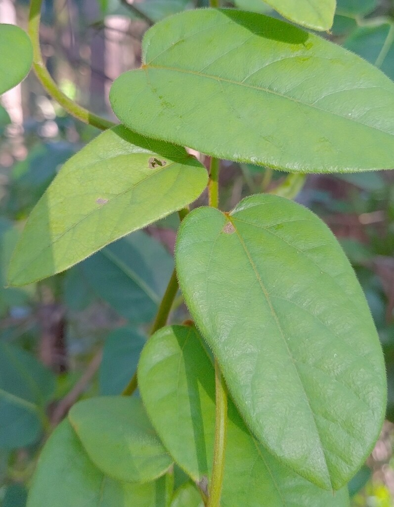 Hypserpa decumbens in May 2024 by R. Uncommon vine on edge. · iNaturalist