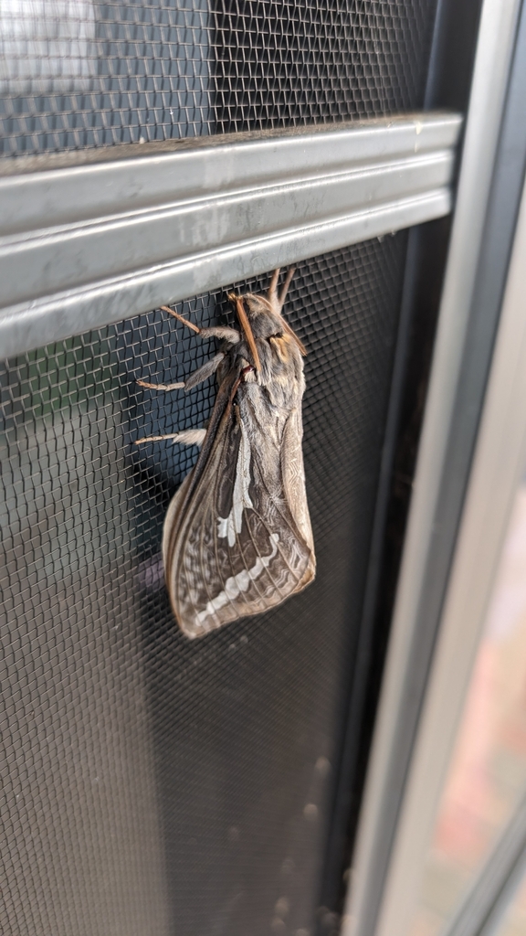 Bardi Moth from Chesney Vale VIC 3725, Australia on May 20, 2024 at 07: ...
