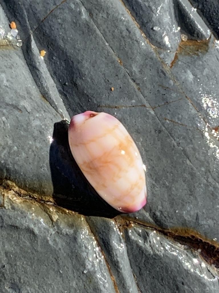small-toothed cowrie from Minnie Water Foreshore Reserve, Minnie Water ...