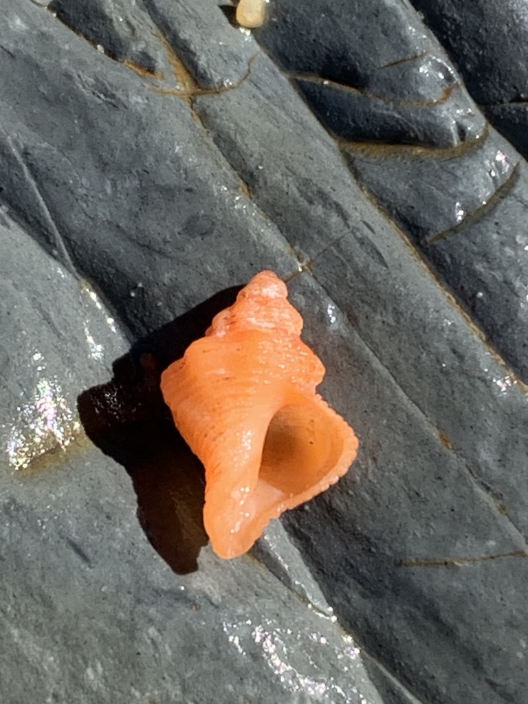 Mipus arbutum from Minnie Water, NSW, AU on May 22, 2024 at 11:34 AM by ...