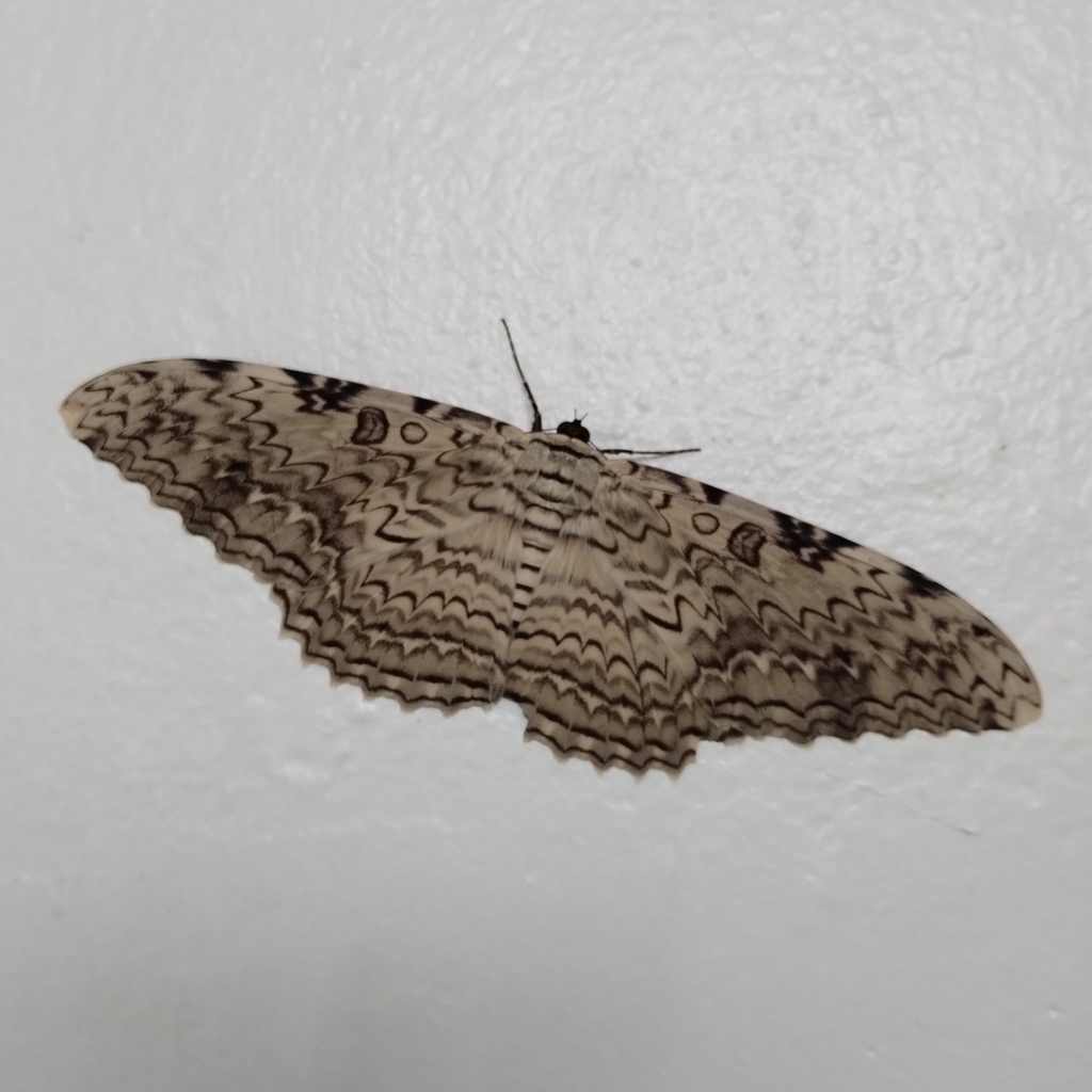 White Witch Moth from Centro, Manaus - AM, Brasil on December 14, 2023 ...