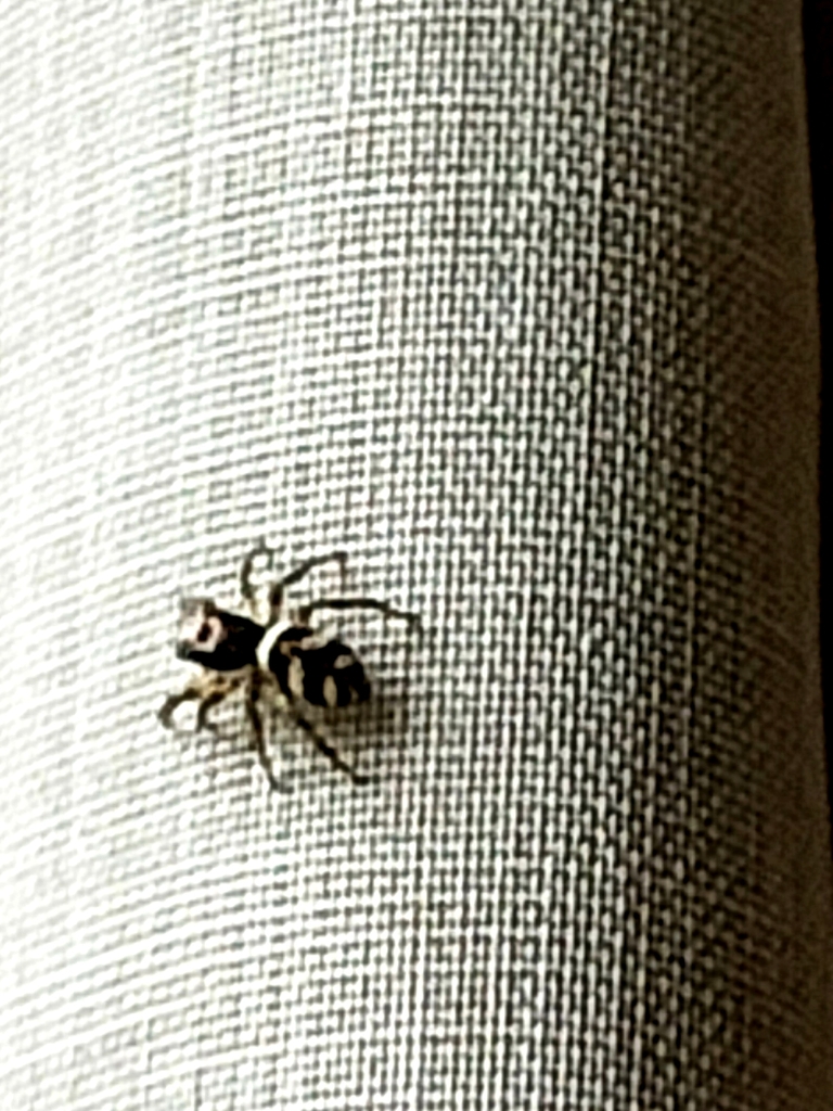 Zebra Jumping Spider from Royal Leamington Spa, Leamington Spa, UK on ...