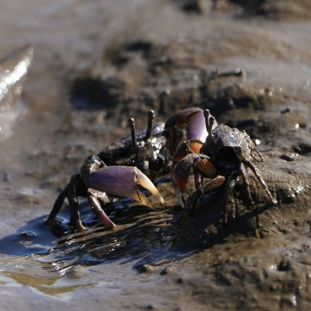 Semaphore Crab from Fernbank Creek NSW 2444, Australia on May 22, 2024 ...