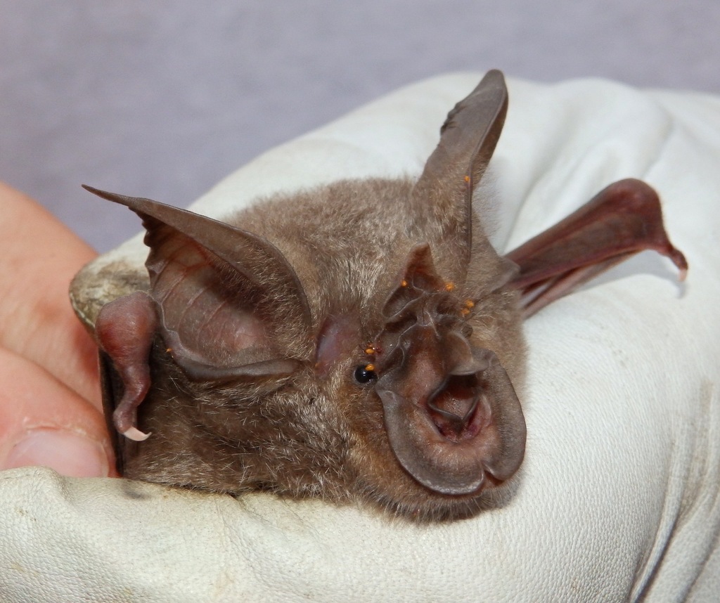 Mozambican horseshoe bat (Rhinolophus mossambicus) - Know Your Mammals