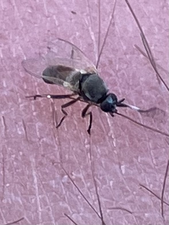 Common Blackflies from U.S. Forest Service Huron - Manistee NFs, Mio ...