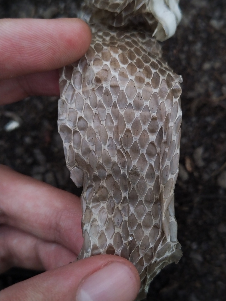 Reddish Rat Snake from XMC9+88V, Lian, Batangas, Philippines on May 22 ...