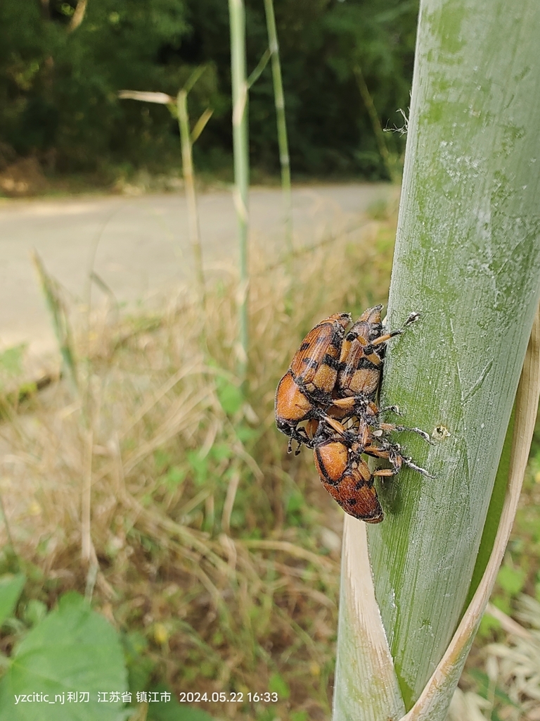 Otidognathus from Zhenjiang, CN-JS, CN on May 22, 2024 at 04:33 PM by ...