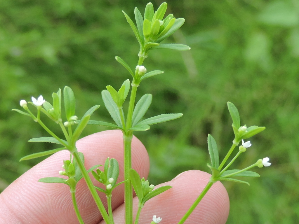 Stiff Marsh Bedstraw from South Lakes Park, Denton, Texas on May 26 ...