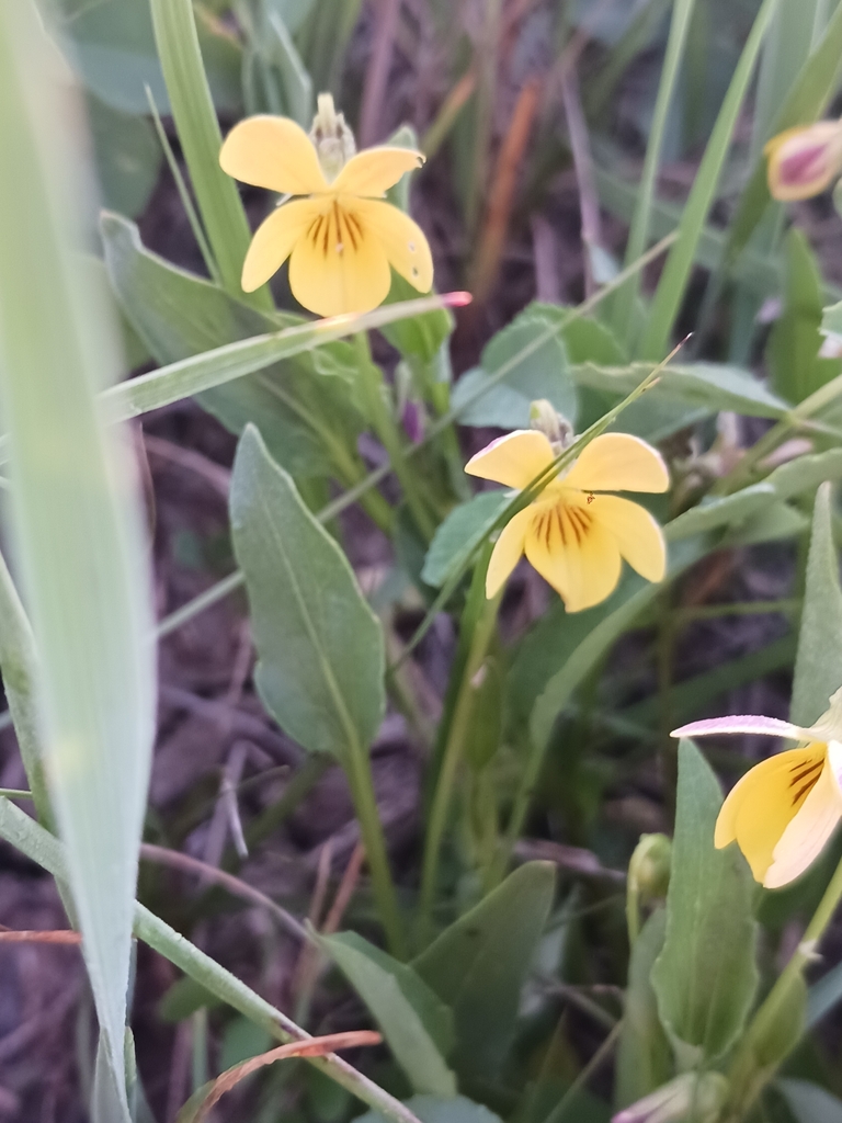 Nuttall's Violet in May 2024 by Sean Cozart · iNaturalist