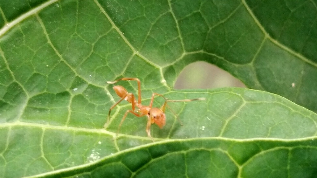 Red Weaver Ant-mimicking Spider from Maharagama, Sri Lanka on August 17 ...