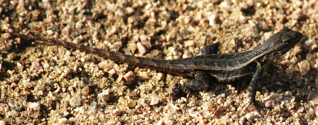 Rose-bellied Lizard from South Side, Corpus Christi, TX, USA on May 14 ...