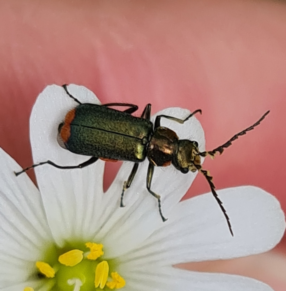 Common Malachite-beetle from Pestrechinskiy rayon, RU-TT, RU on May 22 ...