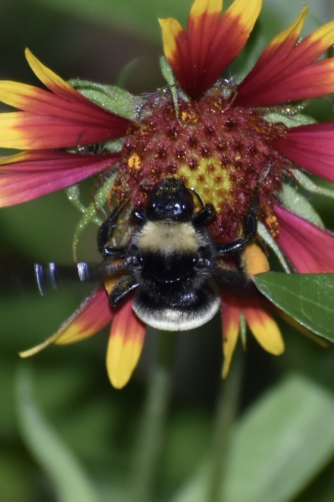 American Bumble Bee from Hollow Branch Dr, Katy, TX, US on May 22, 2024 ...