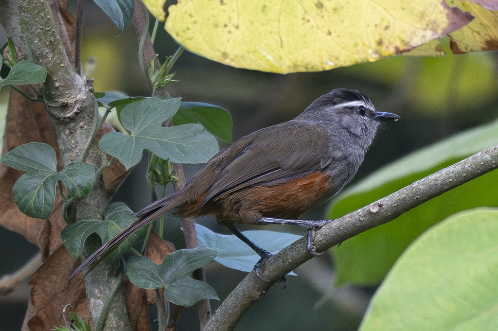 Palani Laughingthrush in May 2024 by Vijay Anand Ismavel. Location ...