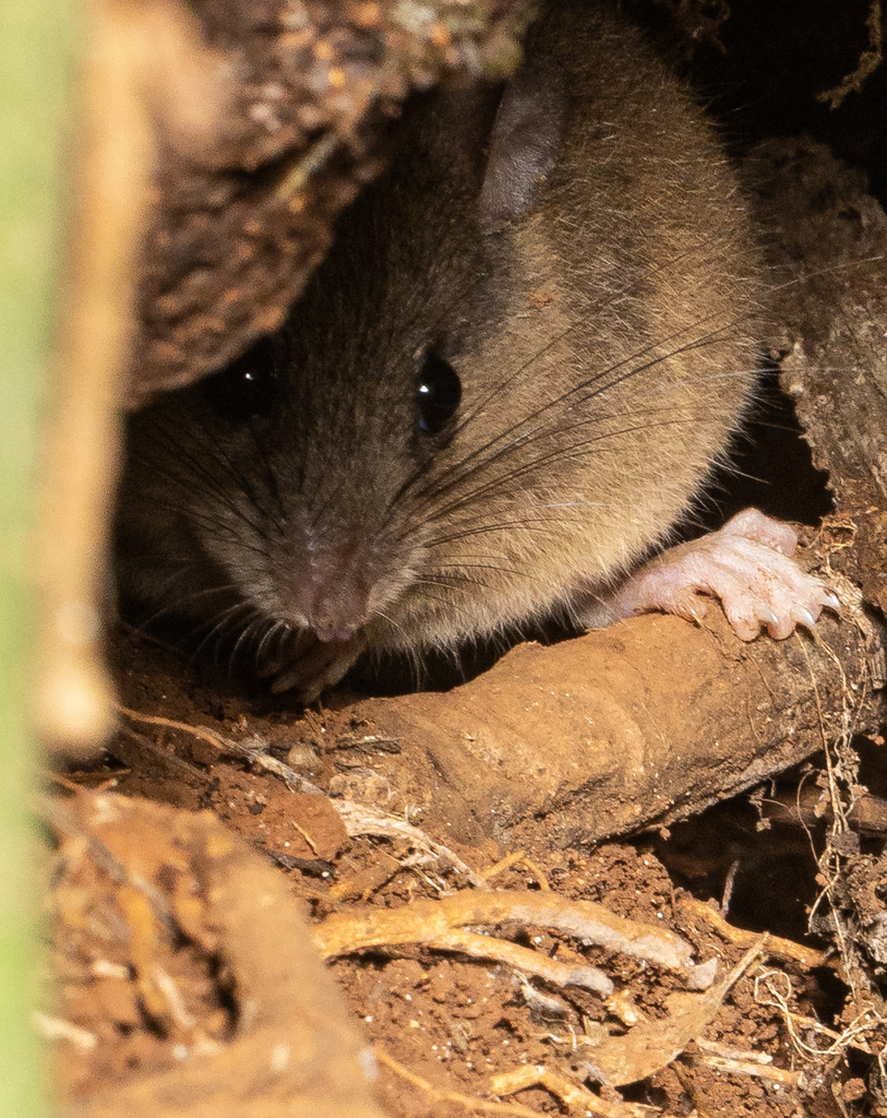 Australian Bush Rat from Mount Glorious QLD 4520, Australia on December ...