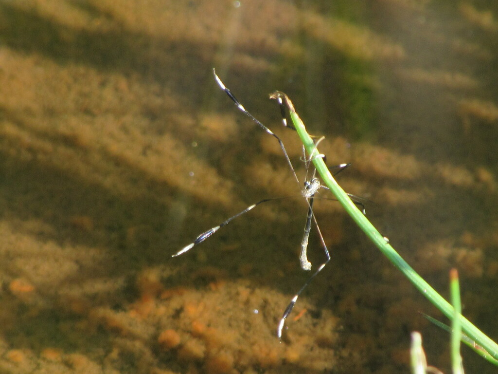 Eastern Phantom Crane Fly from Danby, VT, USA on May 22, 2024 at 08:10 ...