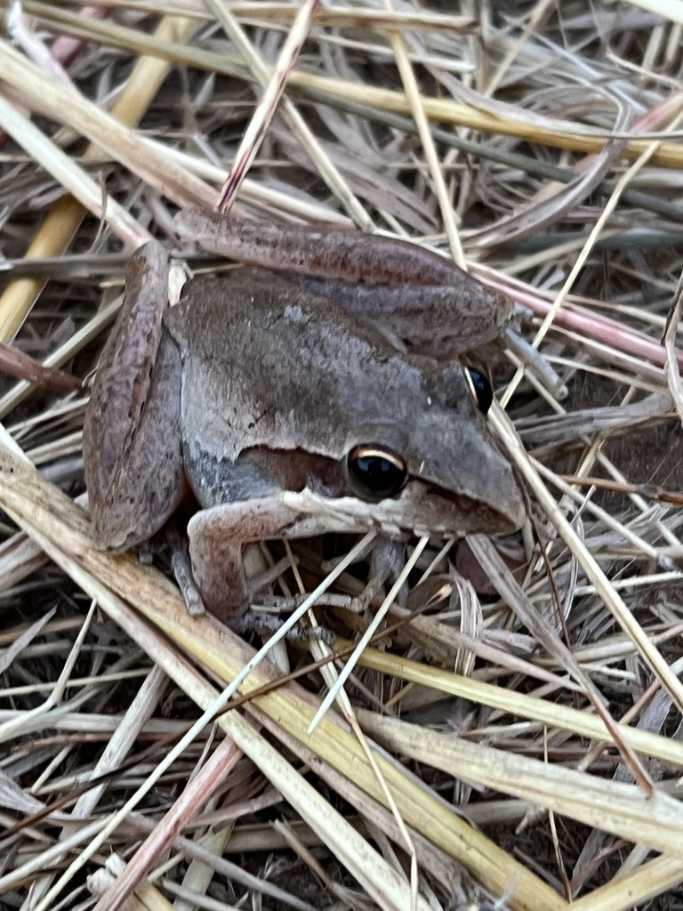 Spalding's Rocket Frog from Nyirranggulung Ward, Beswick Creek, NT, AU ...