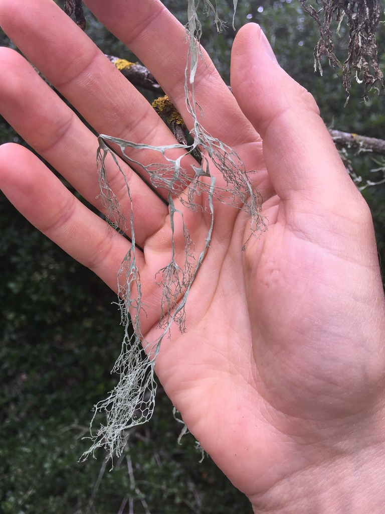lace lichen from Camino Corto Open Space, Goleta, CA, US on May 09 ...