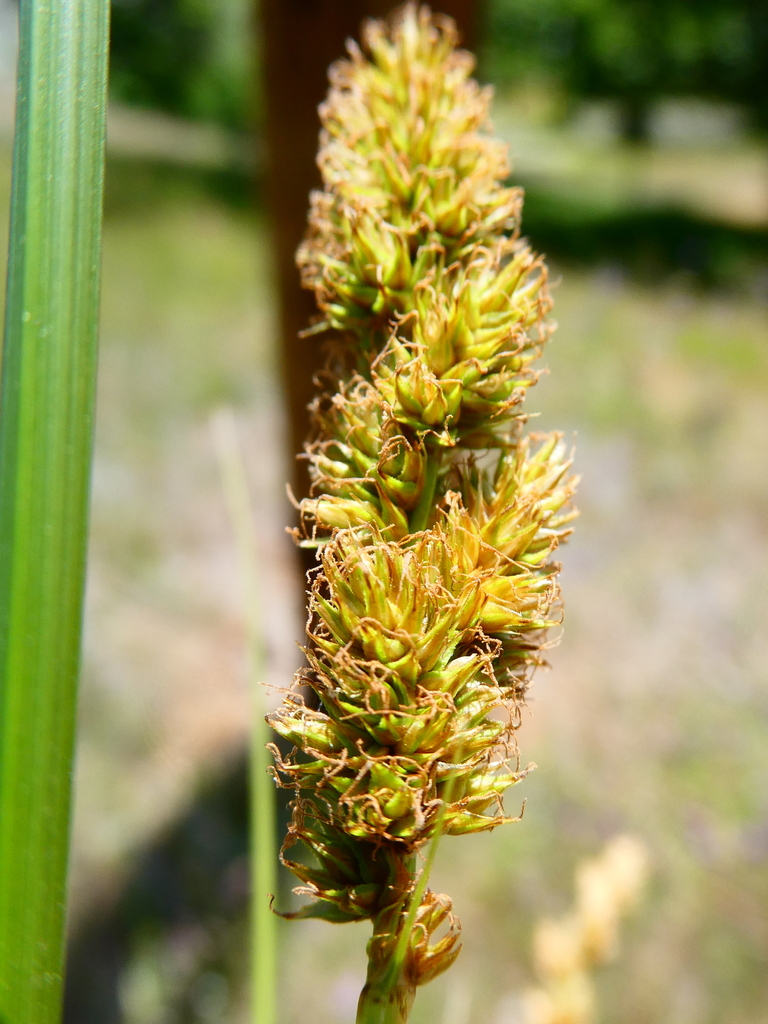 field sedge from Siskiyou County, CA, USA on May 21, 2024 at 12:31 PM ...