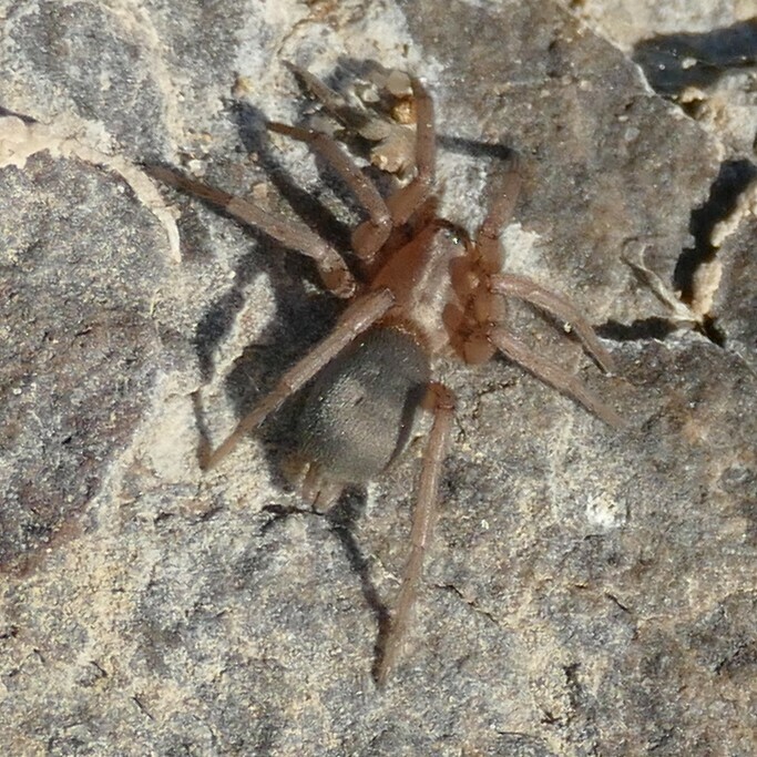 Stealthy Ground Spiders from Namib desert NE of Wlotzkasbaken, Region ...