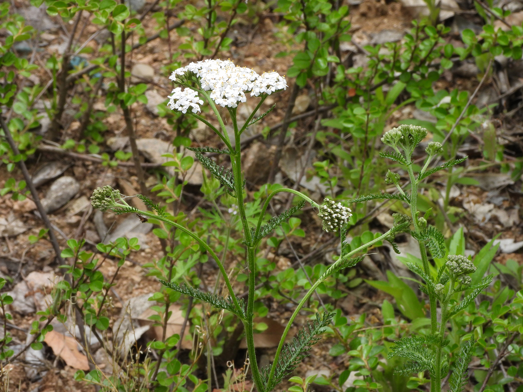 common yarrow from Laoshan District, Qingdao, Shandong, China on May 22 ...